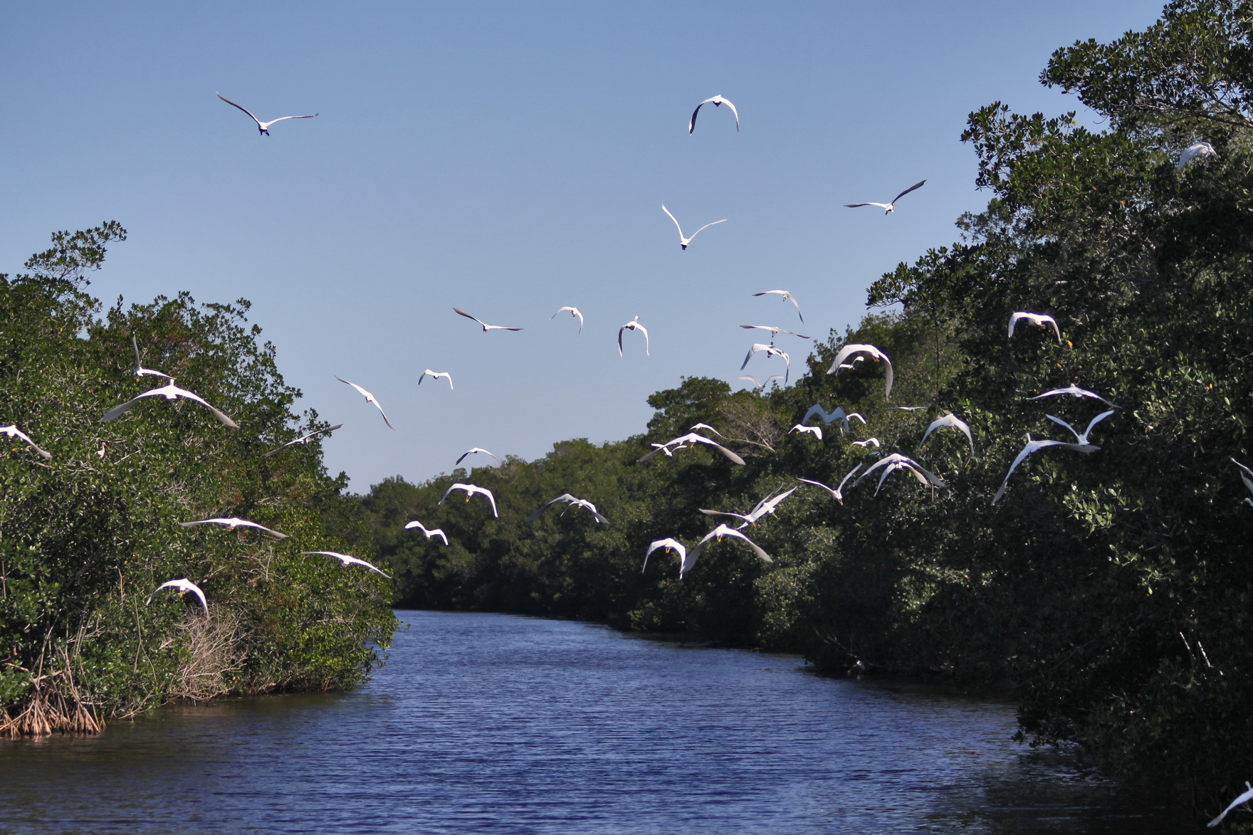 50 pictures of Florida Everglades National Park, An attractive ...